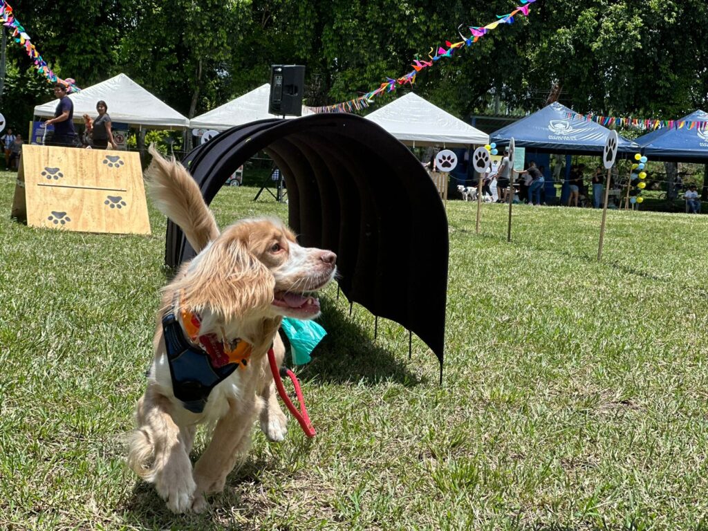 Realizan primera edición de la “Perritón” en San Tecla para promover la ...